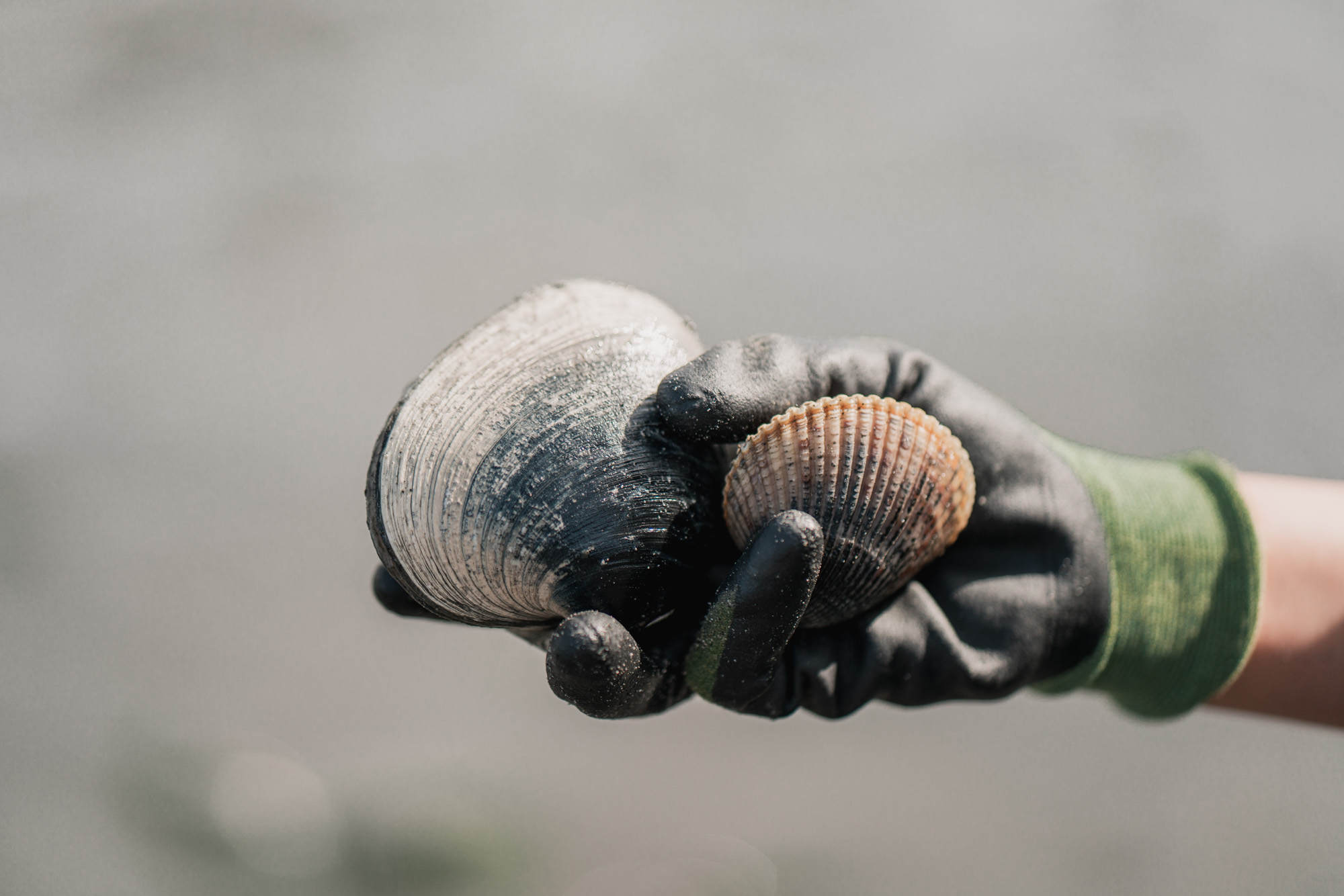 The Ultimate Guide to Clamming in Washington & Best Locations - Style ...