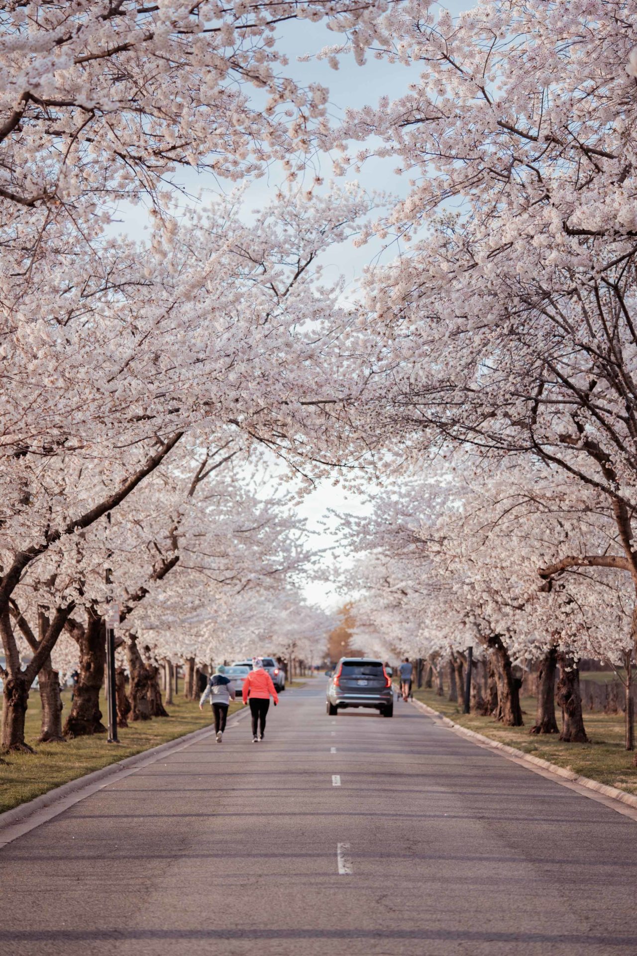 Peak Cherry Blossoms – Washington DC Guide | Style & Senses